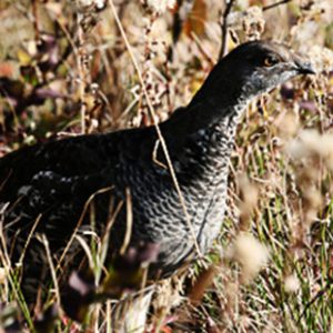 Blue Grouse - Ultimate Upland