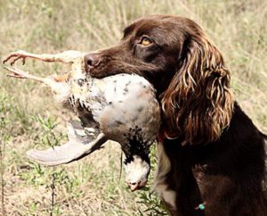 English Cocker - Ultimate Upland Bird Dogs, pheasant and grouse hunting