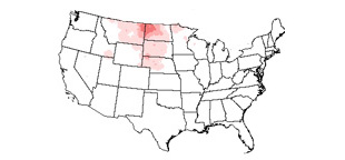Sharp-tailed Grouse - Ultimate Upland