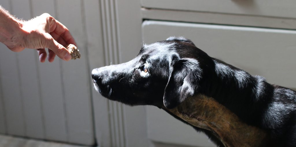 Dogs - Ultimate Upland